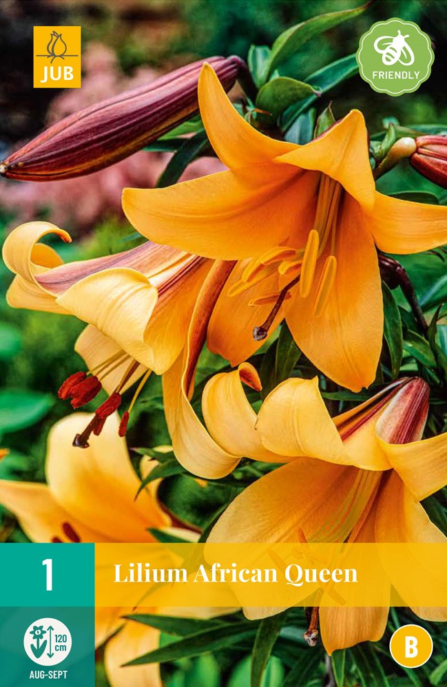 Want to buy Lily Mistery African Queen - Lilium trumpet? Fast delivery ...