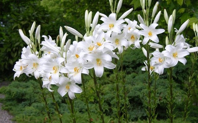 Want to buy Madonna Lily ? Fast delivery and competitive prices at ...