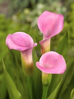 Want to buy Calla Pink ? Fast delivery and competitive prices at ...