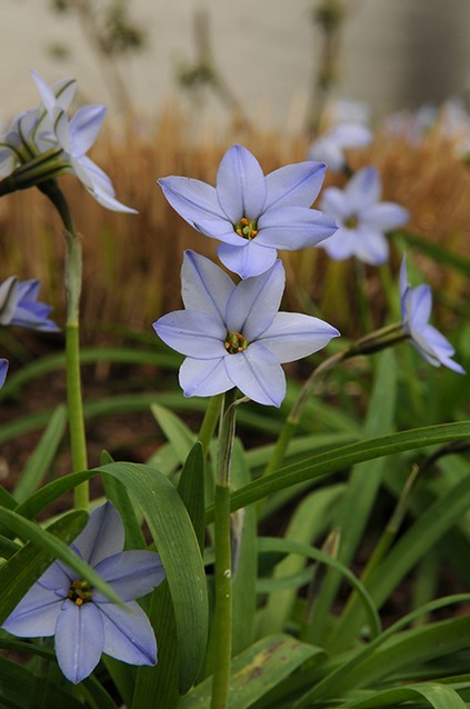 Want to buy Ipheion Uniflorum Wisley Blue ? Fast delivery and ...