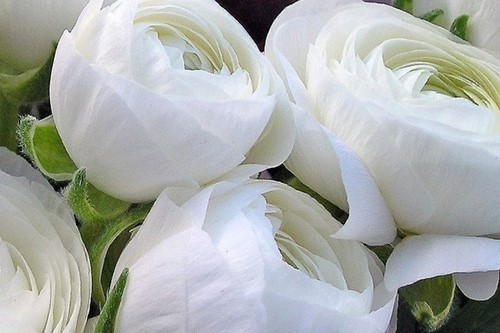 Want to buy Ranunculus White - Double White Buttercup ? Fast delivery ...