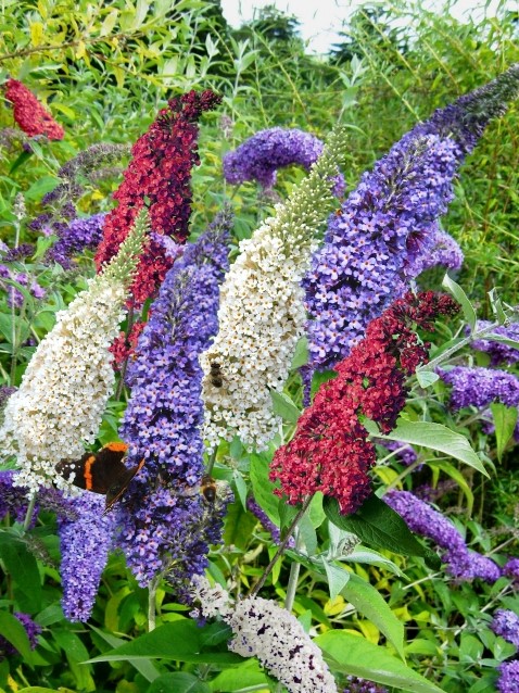 Want to buy Buddleja Tricolor - Butterfly Bush ? Fast delivery and ...