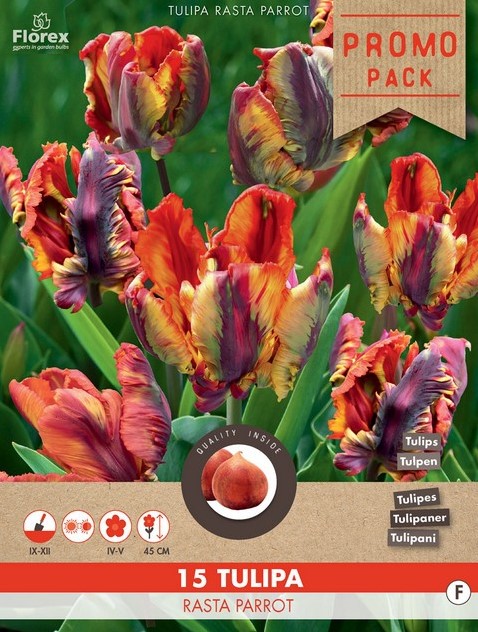 Want to buy Tulip Rasta Parrot ? Fast delivery and competitive prices at Flowerbulbsinc.co.uk