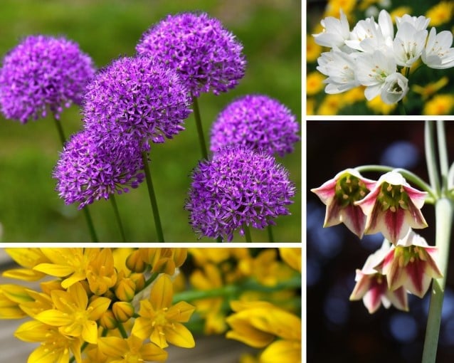 Want to buy Alliums Fantasy Mix ? Fast delivery and competitive prices ...