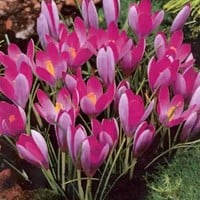 Want to buy Crocus Tommasinianus Roseus ? Fast delivery and competitive ...