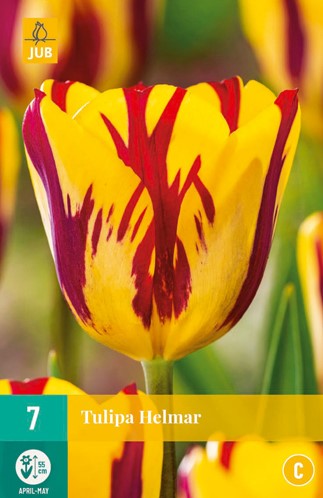 Want to buy Tulip Helmar ? Fast delivery and competitive prices at ...