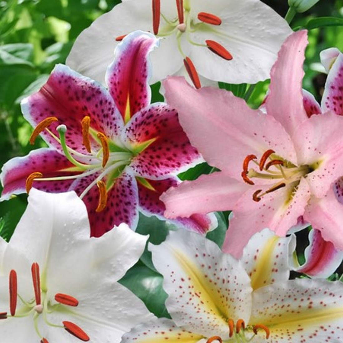 Want to buy Oriental Lilies Mix (Large Pack) ? Fast delivery and ...