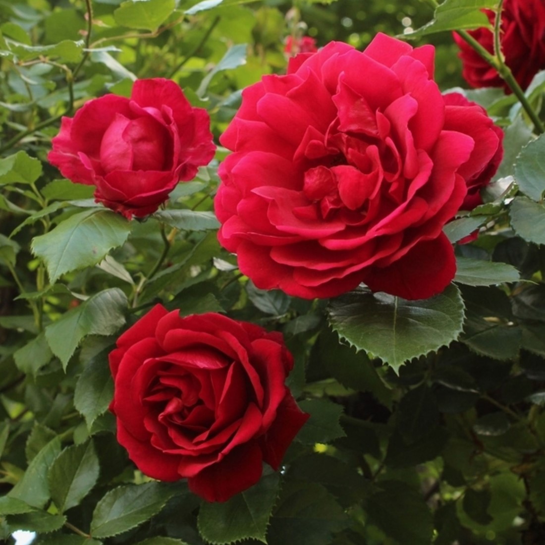 Want to buy Rosa Red Climber - Climbing Rose ? Fast delivery and ...
