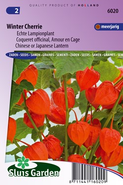 physalis plants uk