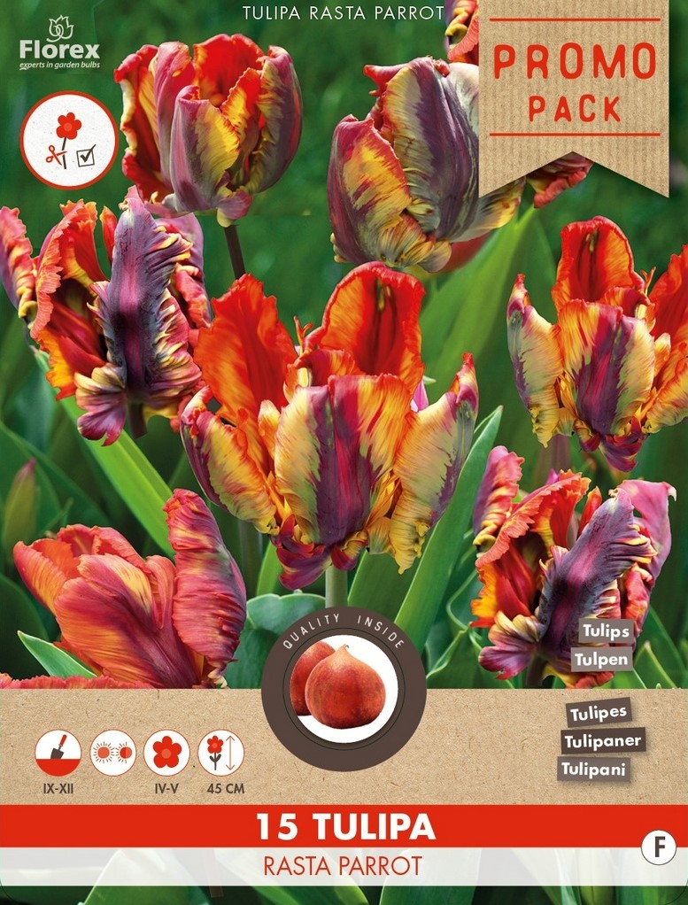 Want to buy Tulip Rasta Parrot ? Fast delivery and competitive prices at Flowerbulbsinc.co.uk