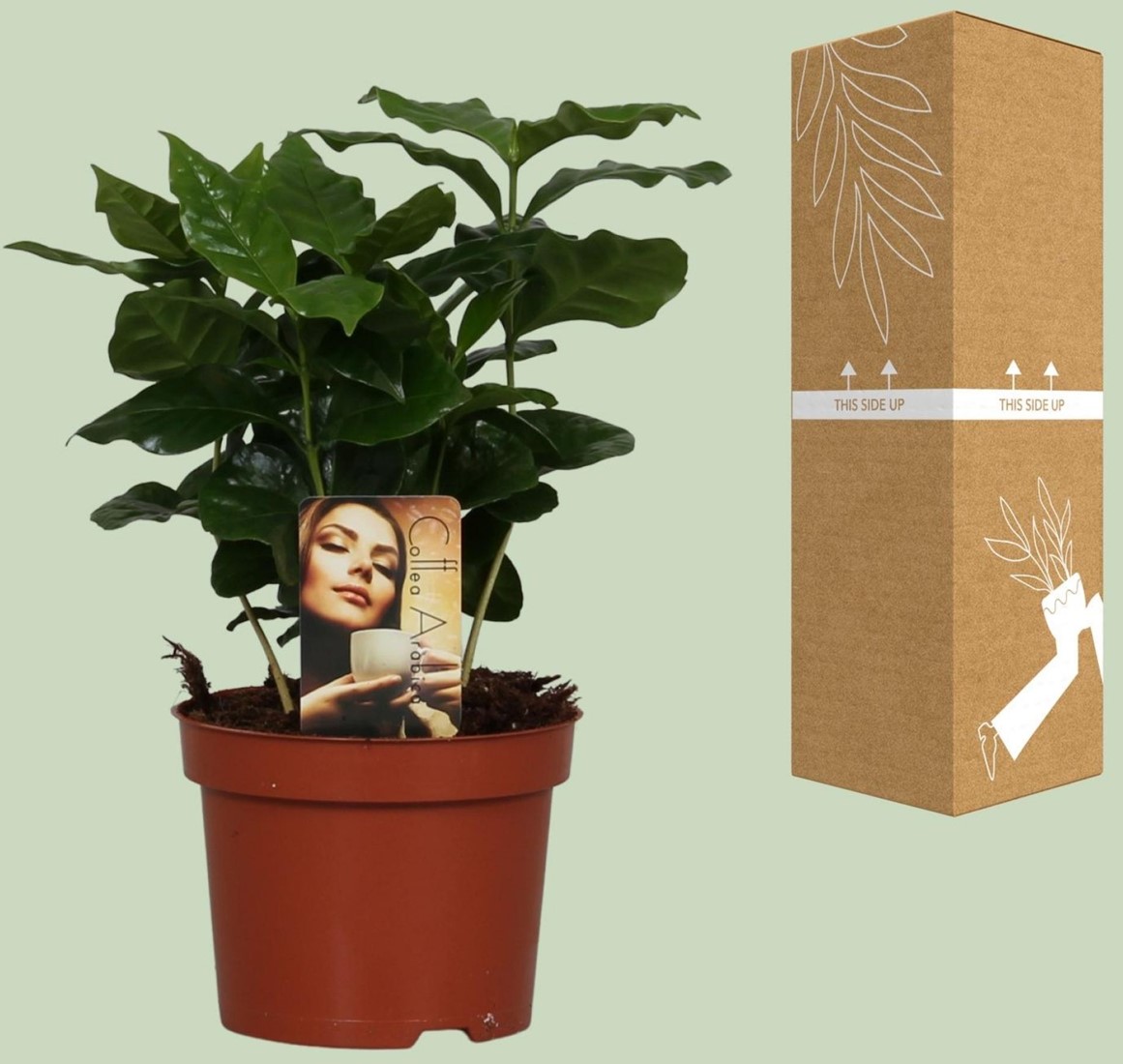 Want to buy Coffea Arabica? Fast delivery and competitive prices at ...