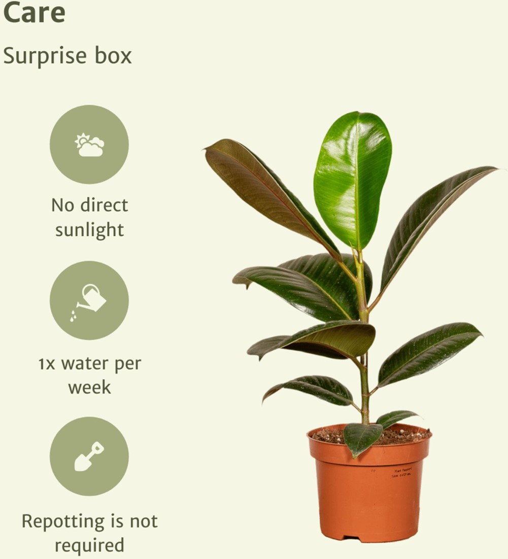 Want to buy Surprise Box - x10 Houseplants? Fast delivery and ...