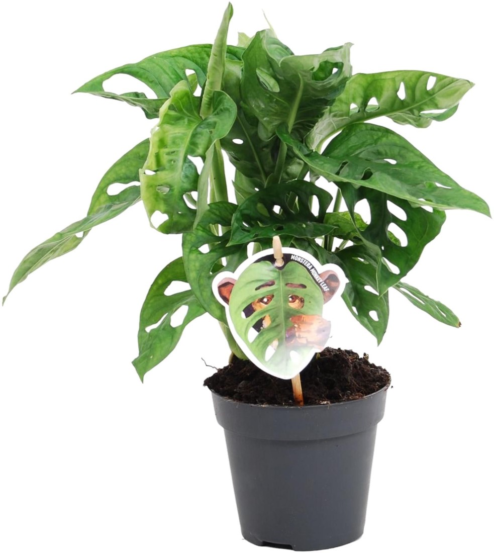 Want to buy Monstera obliqua Monkey Leaf? Fast delivery and competitive ...