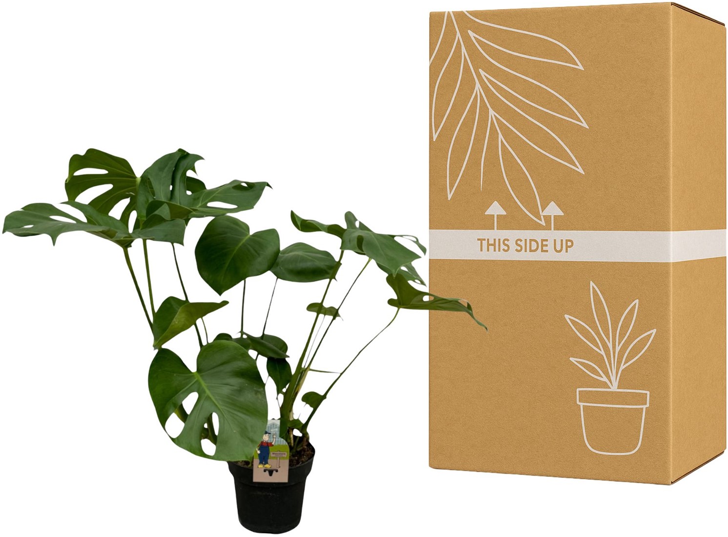 Want to buy Monstera Deliciosa - 70 cm - 17cm? Fast delivery and ...