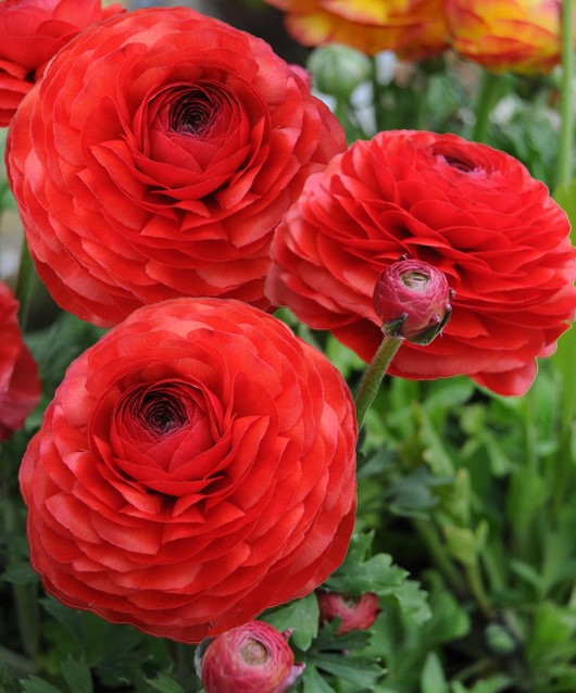 Want to buy Ranunculus Red - Double Red Buttercup ? Fast delivery and ...