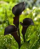 Want to buy Calla Black ? Fast delivery and competitive prices at ...