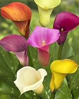 Want to buy Calla Mix ? Fast delivery and competitive prices at ...