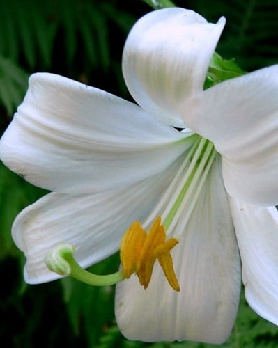 Want to buy Madonna Lily ? Fast delivery and competitive prices at ...