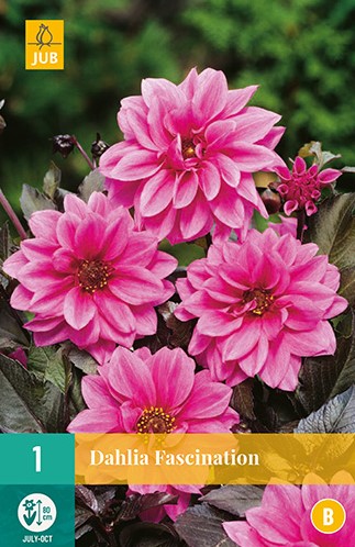 Want to buy Dahlia Fascination ? Fast delivery and competitive prices ...