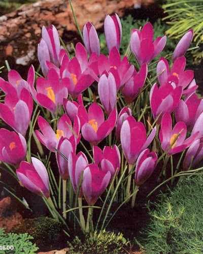 Want to buy Crocus Tommasinianus Roseus ? Fast delivery and competitive ...