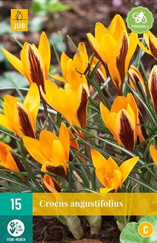 Want to buy Crocus Angustifolius - Cloth-of-gold Crocus ? Fast delivery ...