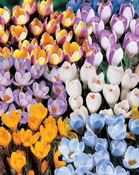 Want to buy Crocus Botanical Mix (XL-Pack) ? Fast delivery and ...