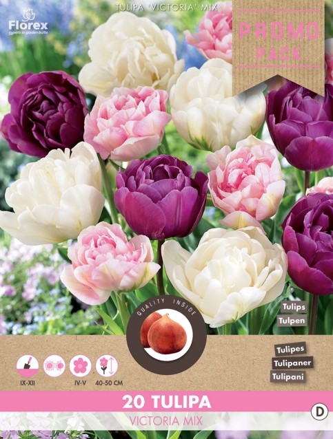 Want to buy Tulip Victoria Mix ? Fast delivery and competitive prices ...