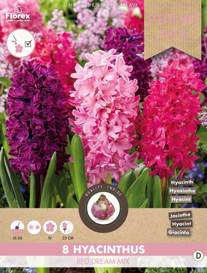Want to buy Hyacinth Red Dream Mix - Hyacinthus ? Fast delivery and competitive prices at ...