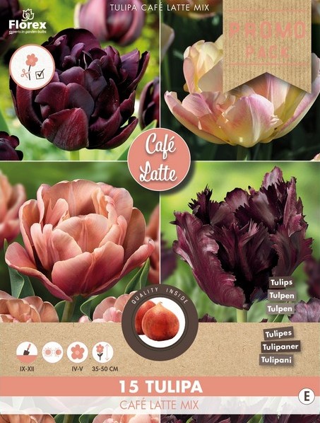 Want to buy Tulipa Café Latte Mix - Tulips ? Fast delivery and ...