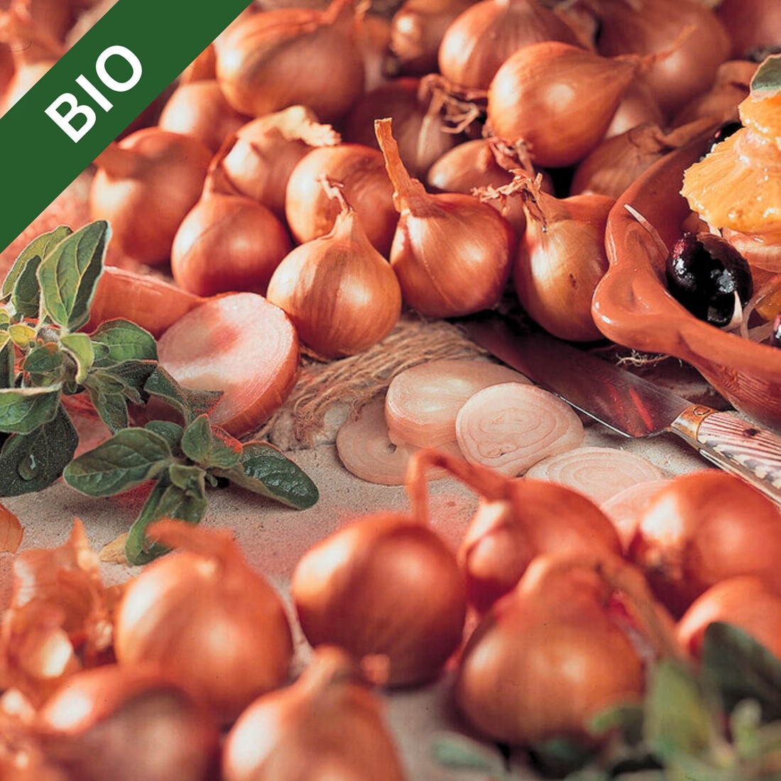 Want to buy Allium ascalonicum Red Sun - Organic red shallot? Fast ...