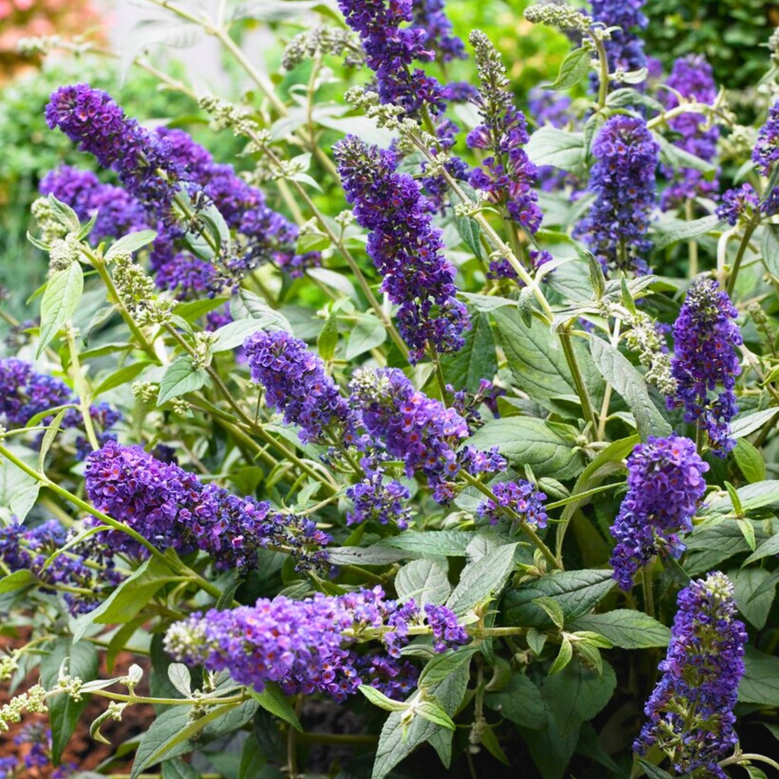 Want to buy Butterfly-bush Blue Chip - Buddleja ? Fast delivery and ...