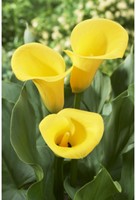 Want to buy Calla Yellow ? Fast delivery and competitive prices at ...