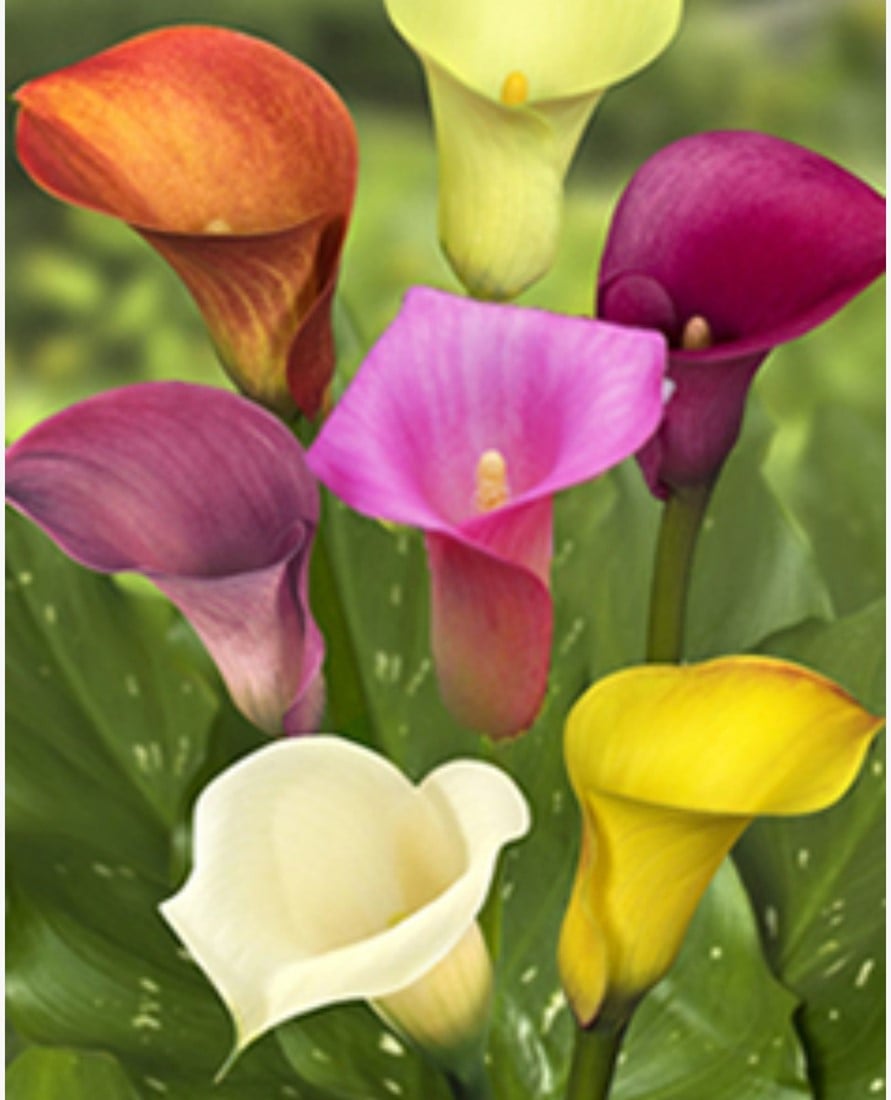 Want to buy Calla Mix ? Fast delivery and competitive prices at ...