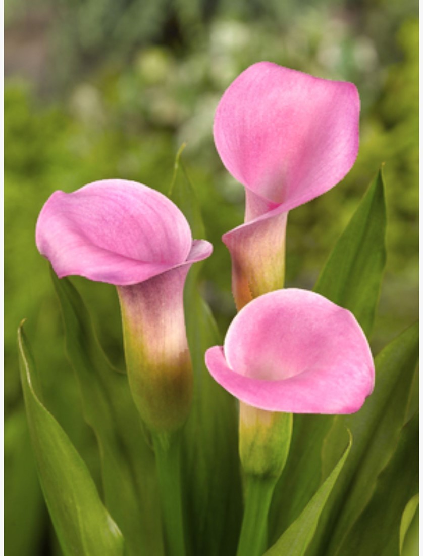 Want to buy Calla Pink ? Fast delivery and competitive prices at ...