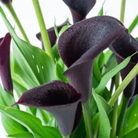 Want to buy Calla Black ? Fast delivery and competitive prices at ...
