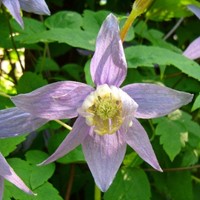 Want to buy Clematis Macropetala - Downy Clematis ? Fast delivery and ...