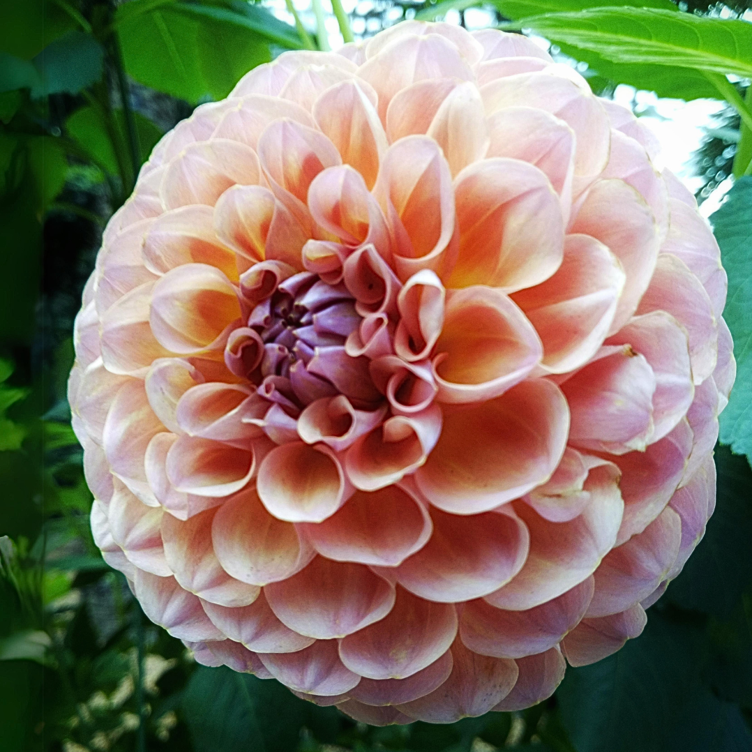 Want to buy Dahlia Wine Eyed Jill ? Fast delivery and competitive ...