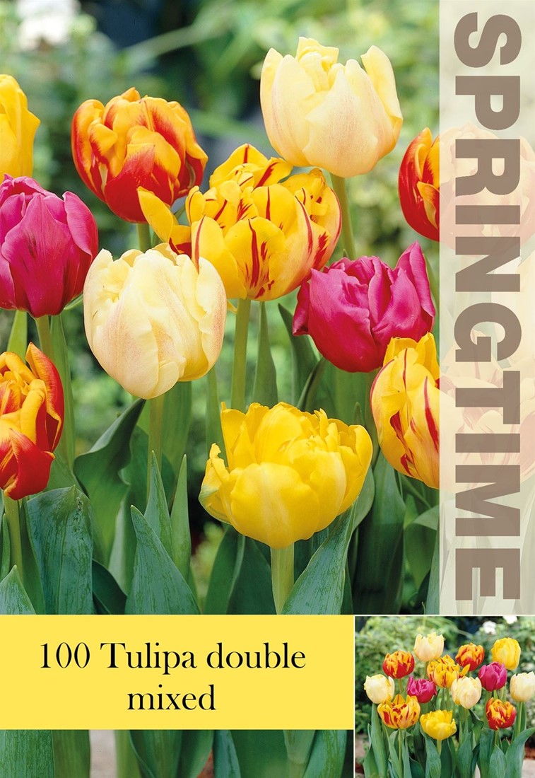 Want to buy Tulips Double Mix Large Pack (XL) ? Fast delivery and ...