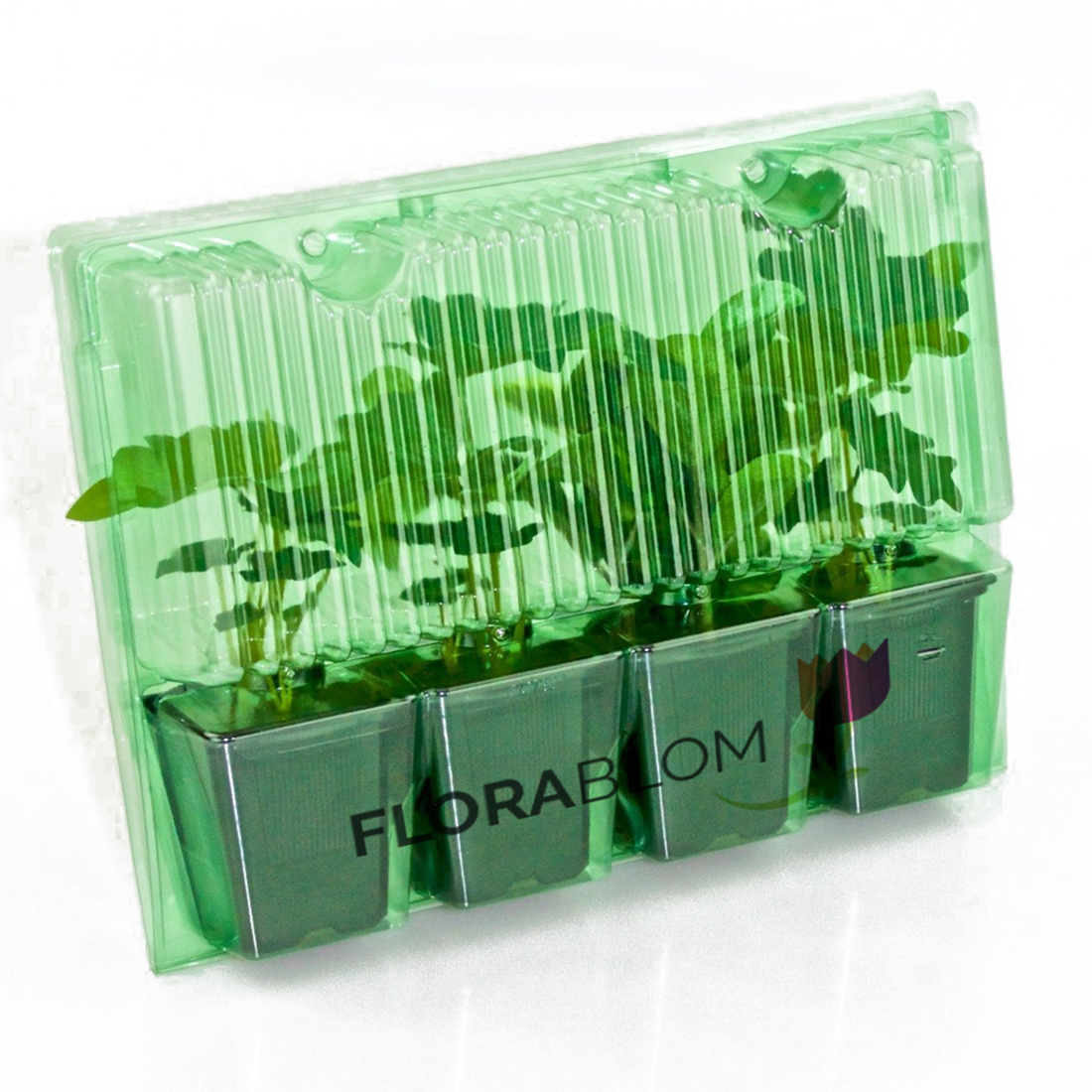 Want to buy Ready-made flower border? Fast delivery and competitive ...