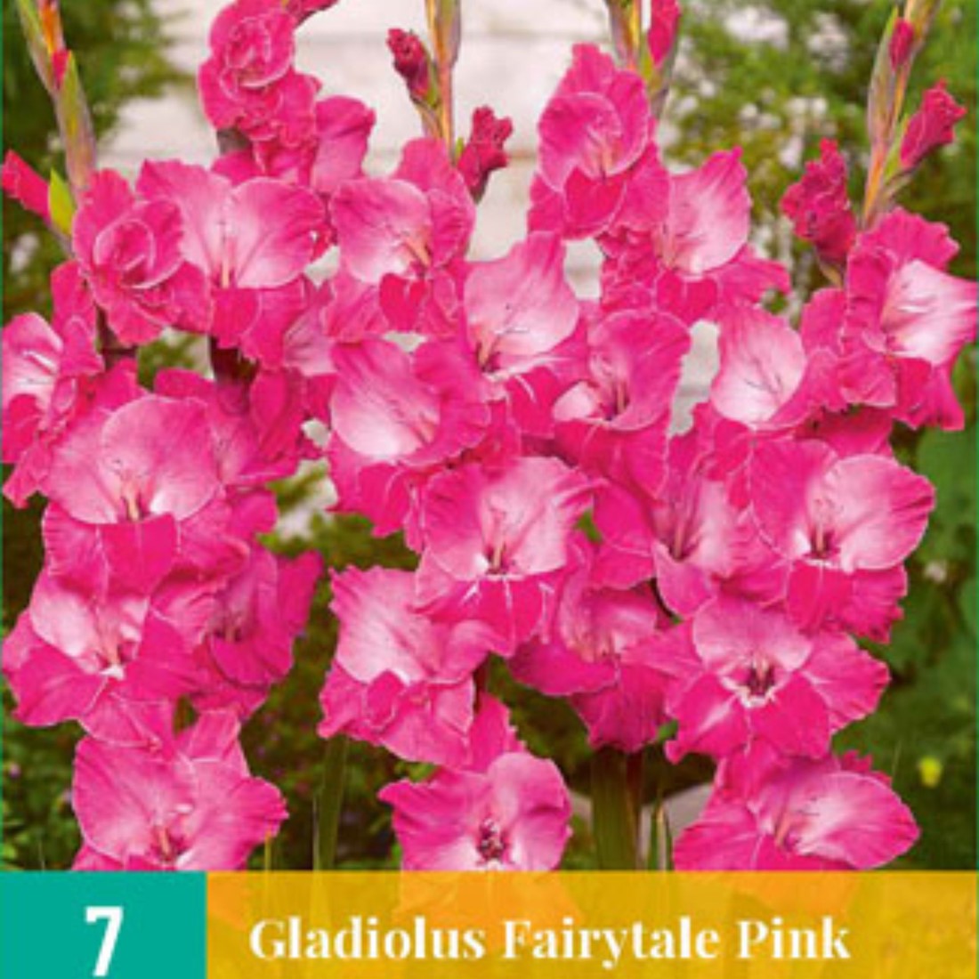 Want to buy Gladiolus Fairytale Pink - Sword Lily ? Fast delivery and ...