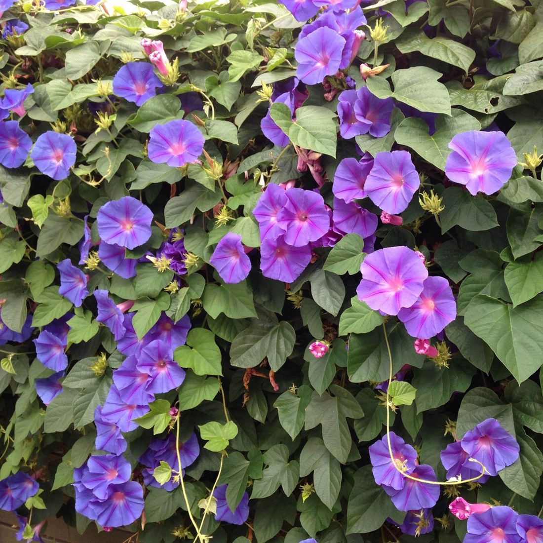 Ipomoea Grandiflora - Blauwe Winde Flower Bulbs Inc