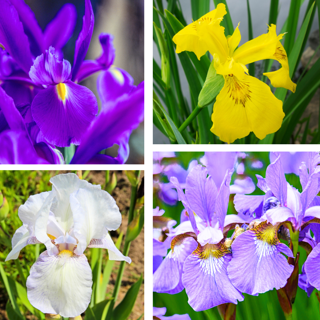 iris planting guide