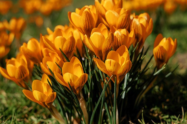 Want to buy Crocus Orange Monarch ? Fast delivery and competitive ...