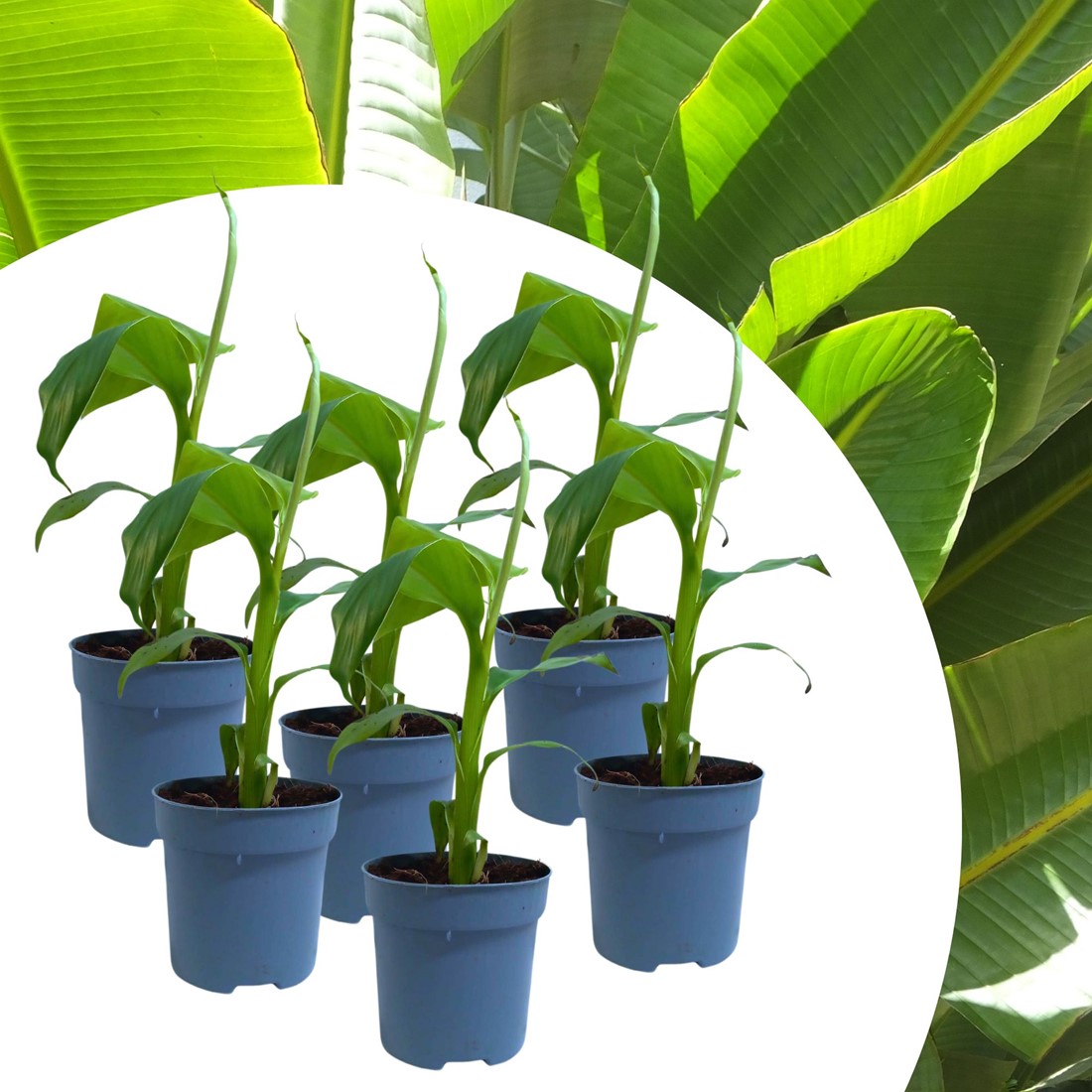 Want to buy Musa Basjoo - Japanese fiber banana ? Fast delivery and ...