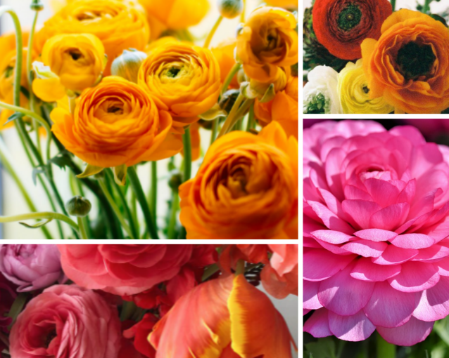 Want to buy Ranunculus Mix ? Fast delivery and competitive prices at ...