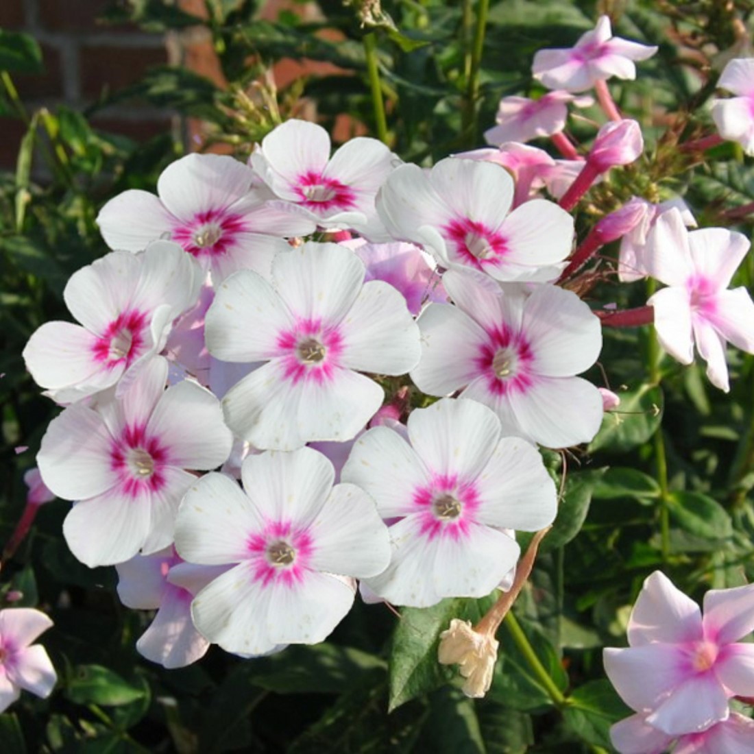 Want to buy Phlox paniculata Europa - Garden phlox ? Fast delivery and ...