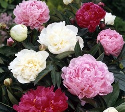 Want to buy 3x Peony Mixed - Paeonia ? Fast delivery and competitive ...