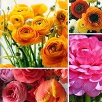 Want to buy Ranunculus Mix ? Fast delivery and competitive prices at ...