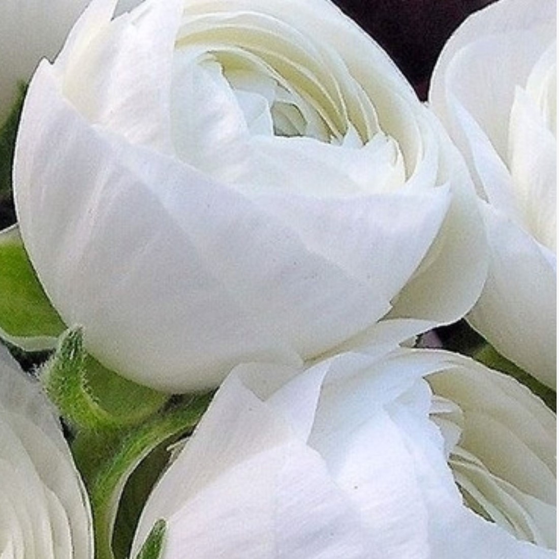 Want to buy Ranunculus White - Double White Buttercup ? Fast delivery ...