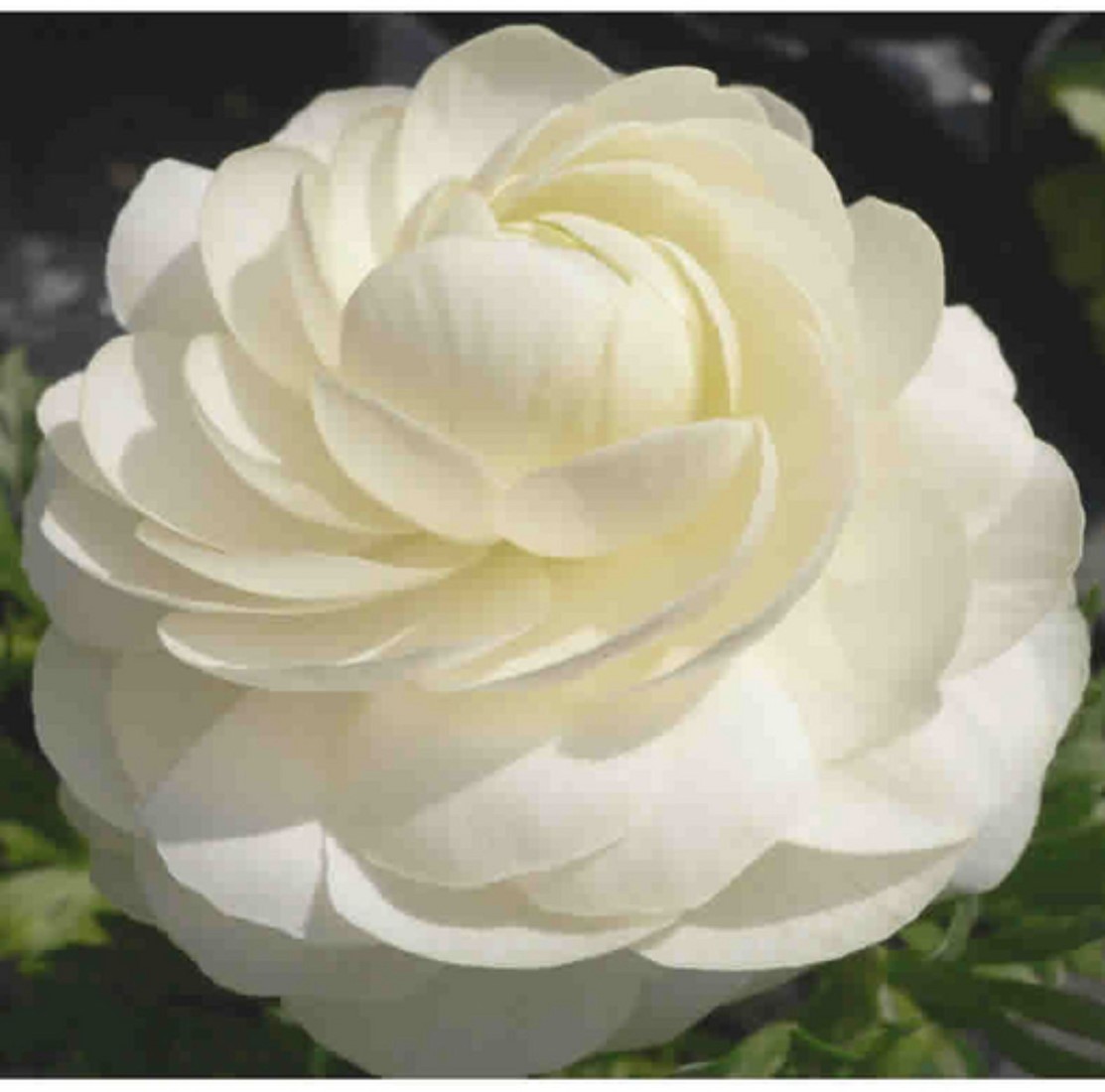 Want to buy Ranunculus White - Double White Buttercup ? Fast delivery ...